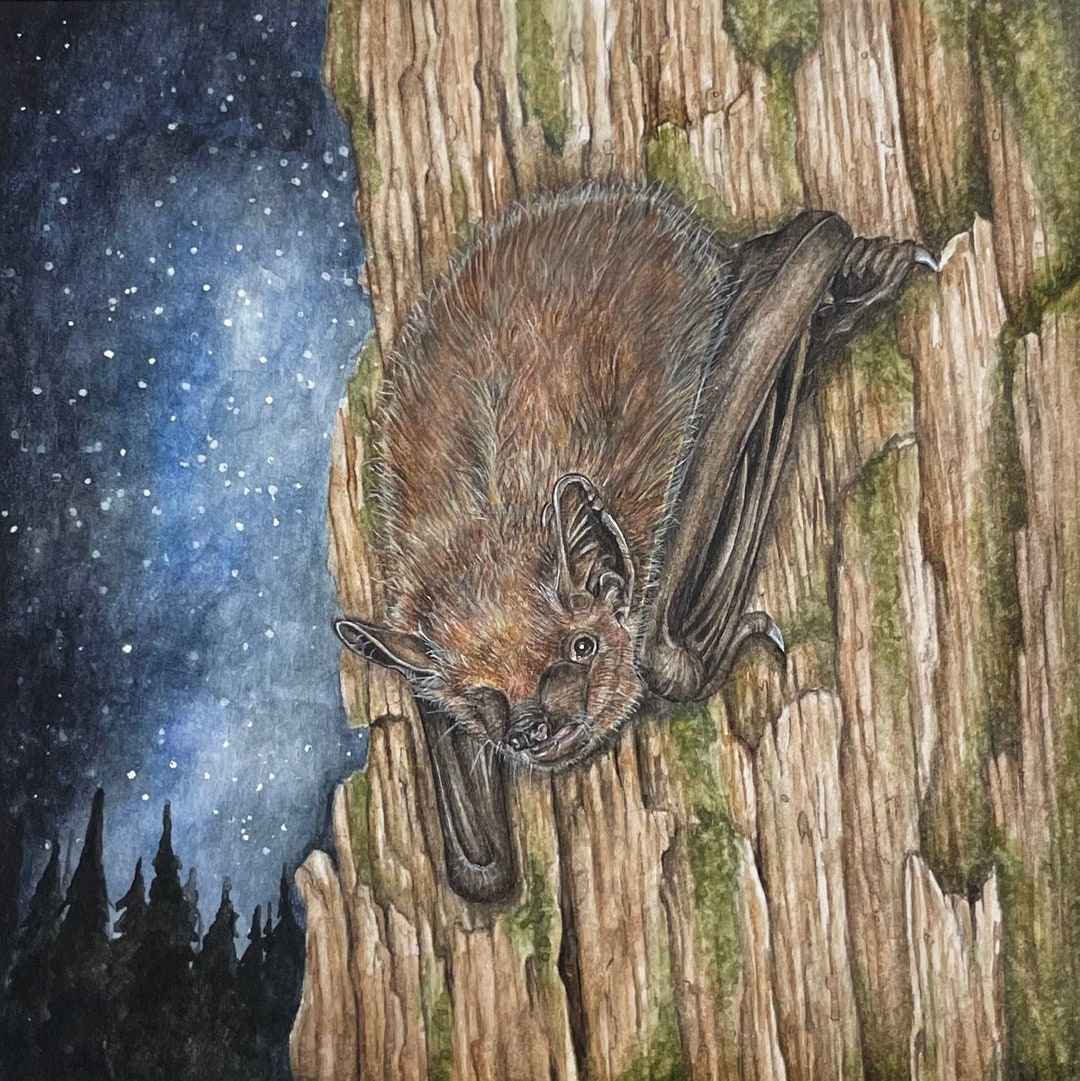 Bat Art Print bruce the Big Brown Bat Bat Art - Etsy