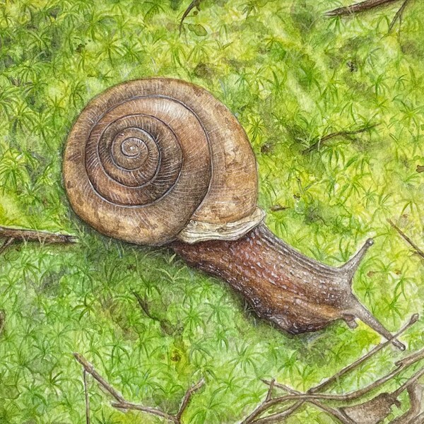 Snail Art - Etsy