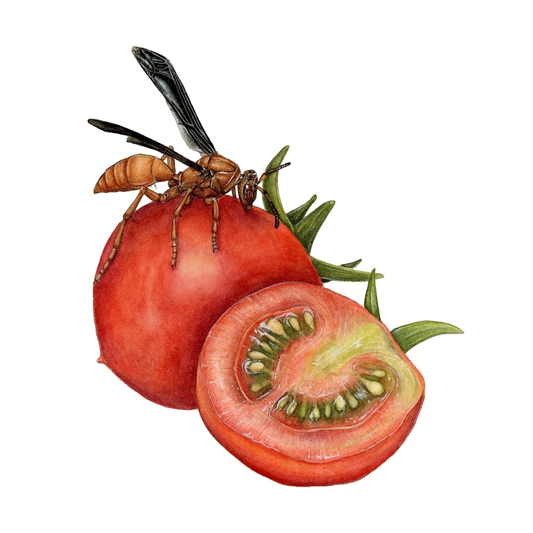 Red Paper Wasp Art Print - "nesta the Red Paper Wasp" | Wasp Art ...