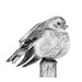 Bird Art Print - "highland Snow Bunting" | Snow Bunting Art | Bird Art ...