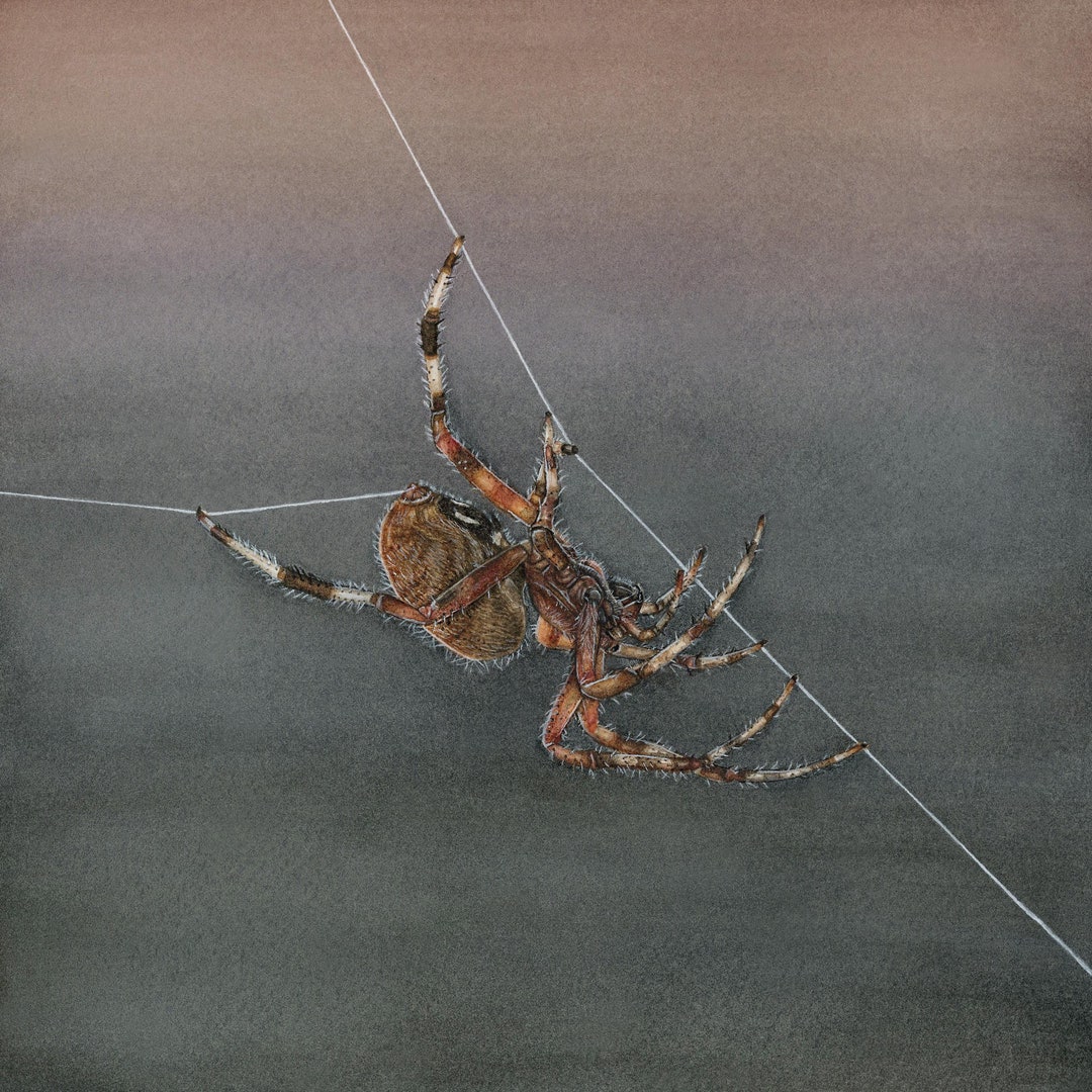 Spider Art Print - Orb Weaver | Spider Lovers | Gardener Gifts ...