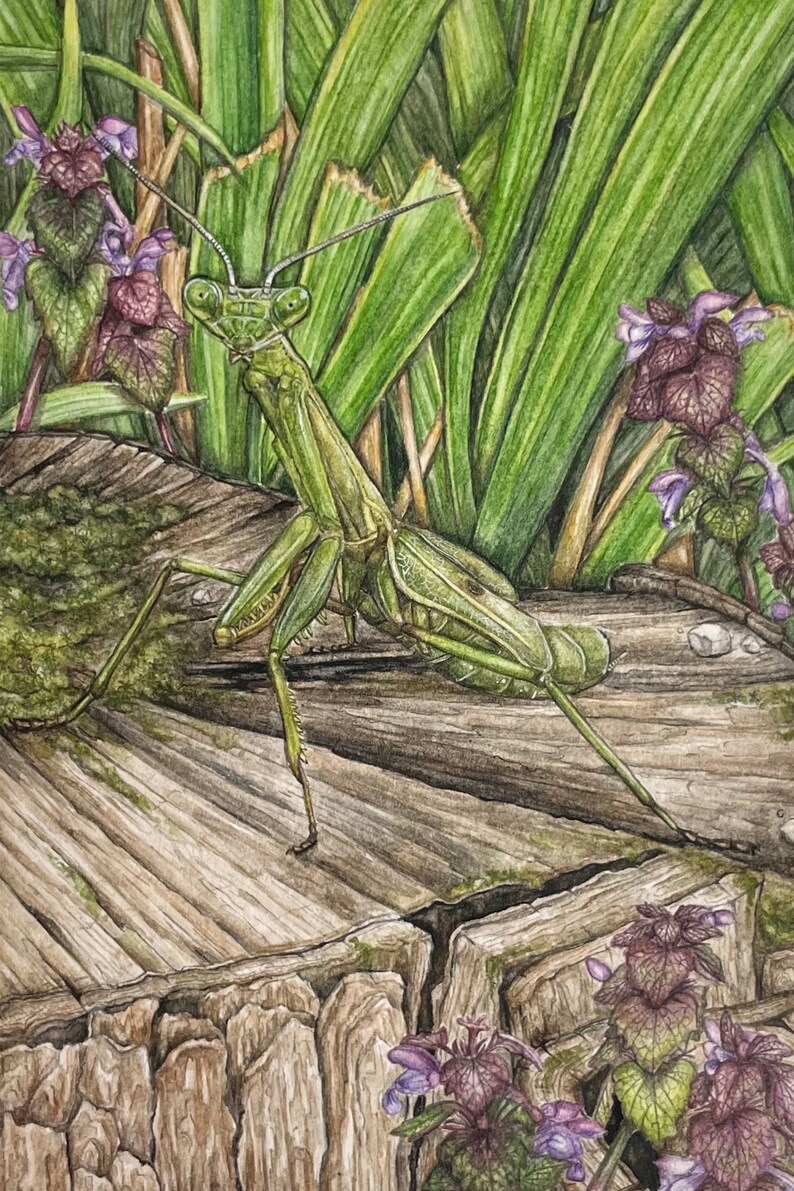 Praying Mantis Art Print delilah the Praying - Etsy