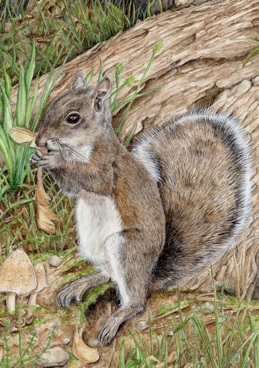 Eastern Gray Squirrel Art Print - Eastern Gray Squirrel Art Print -