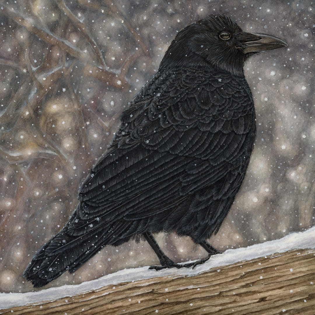 Crow Art Print - Corvid | Birder Gifts | Birds | Cottagecore | Dark ...