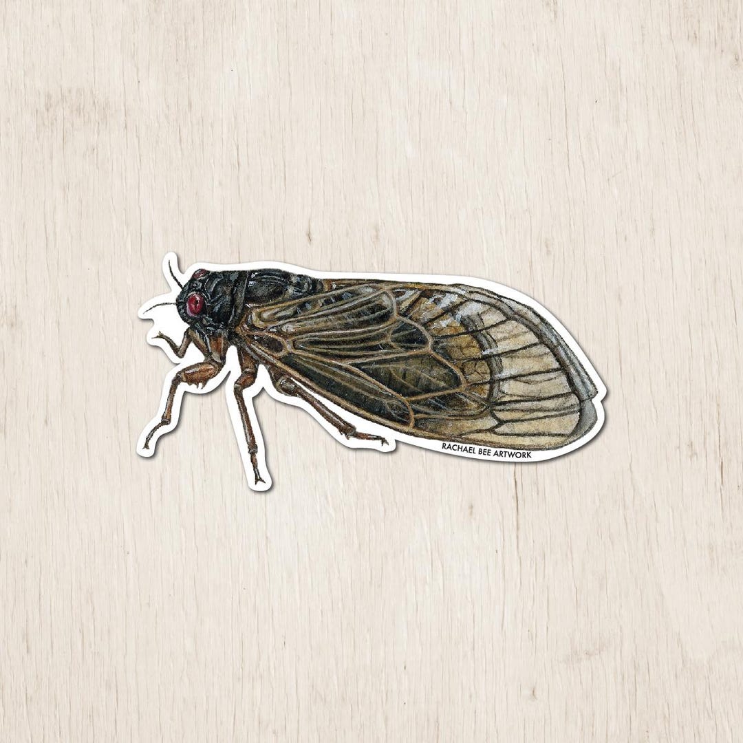 Periodical Cicada Sticker | Cicada Sticker | Cicada Gifts | Nature ...