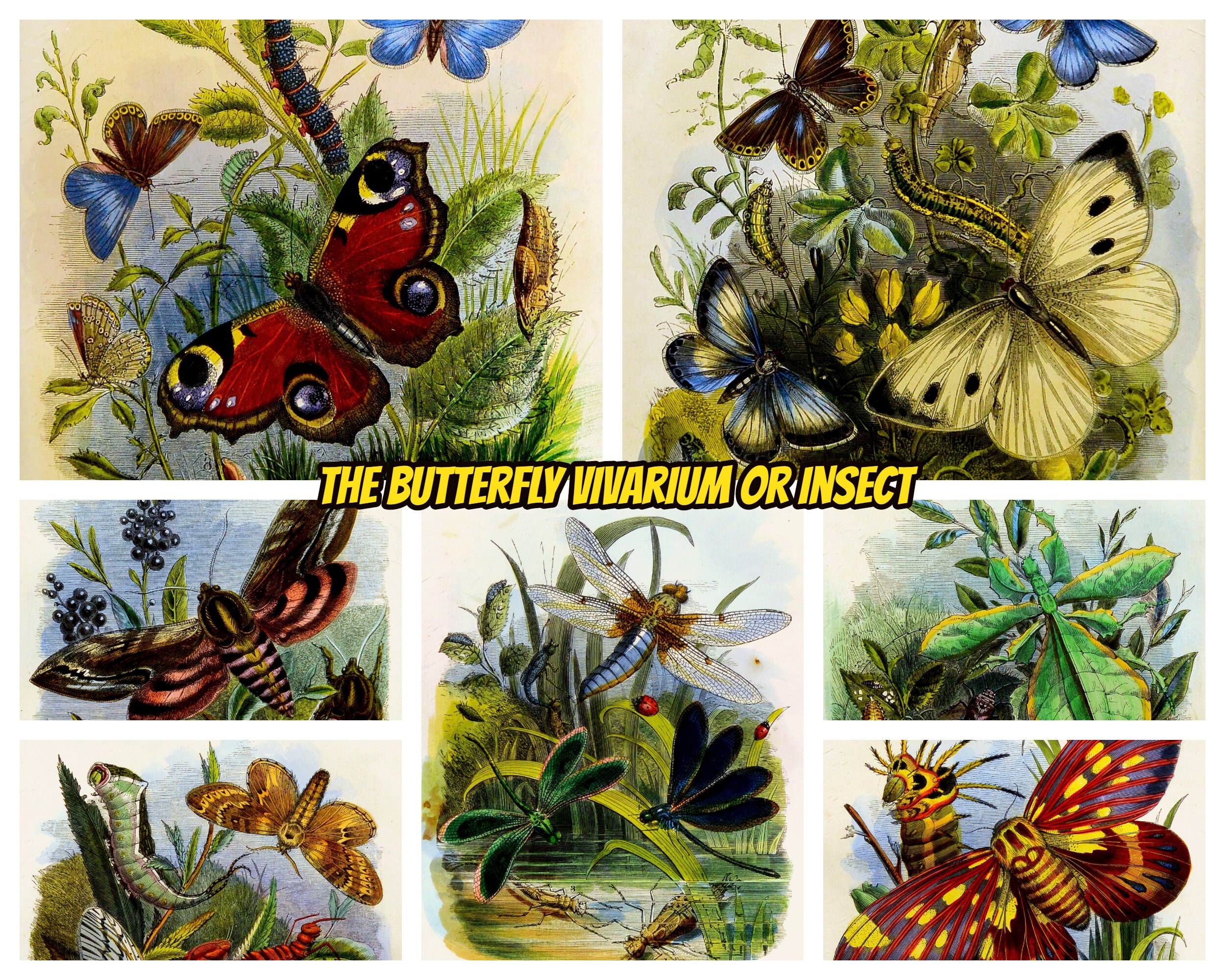Vintage Butterfly Chart