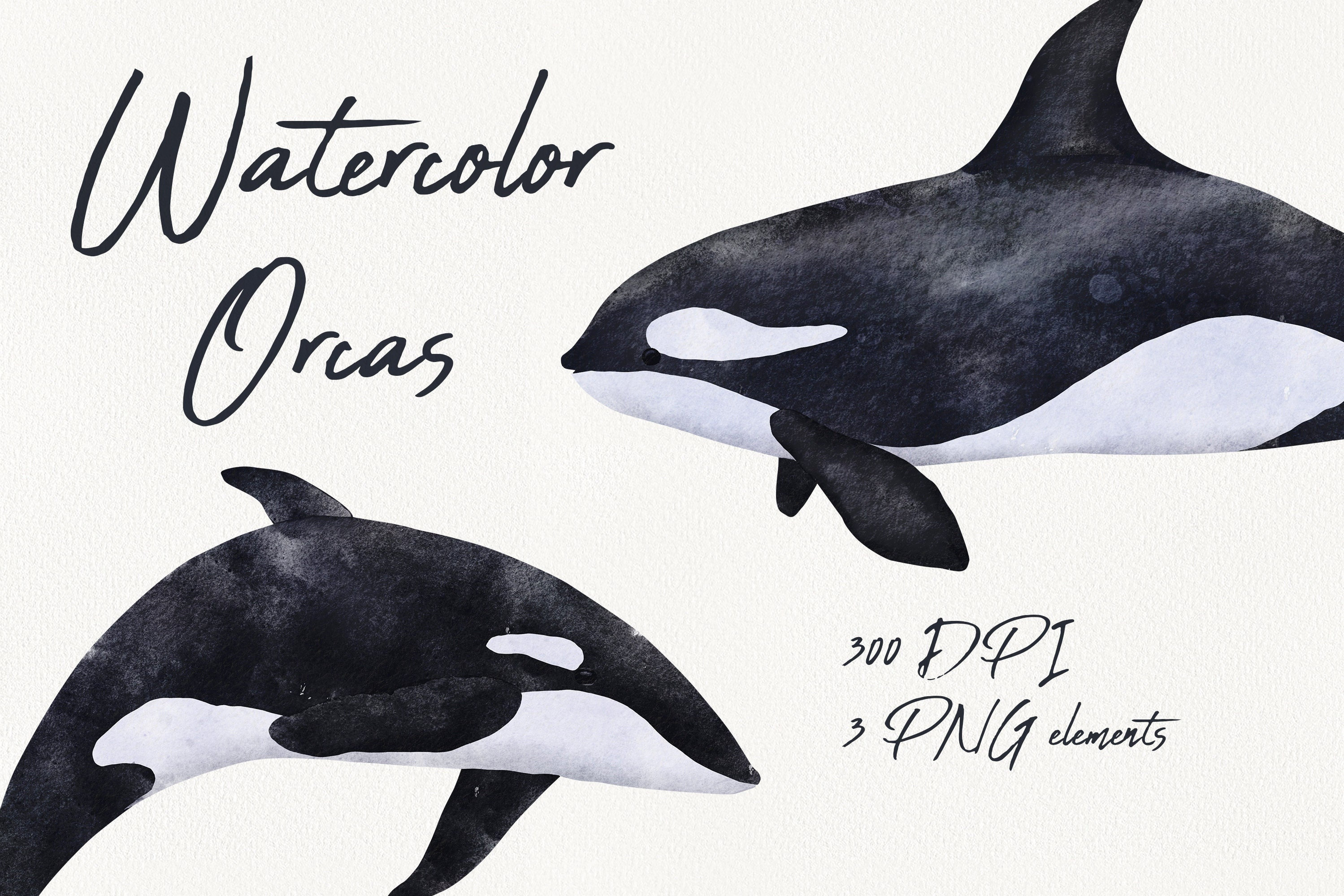 Watercolor Orca Clipart, Instant Download, Black Orcas, Orcas Set ...