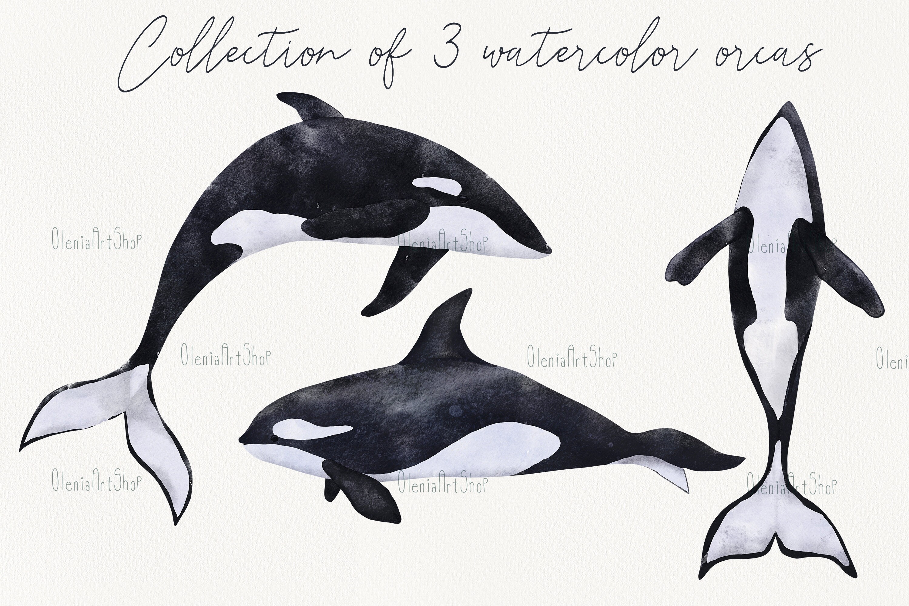 Watercolor Orca Clipart, Instant Download, Black Orcas, Orcas Set ...