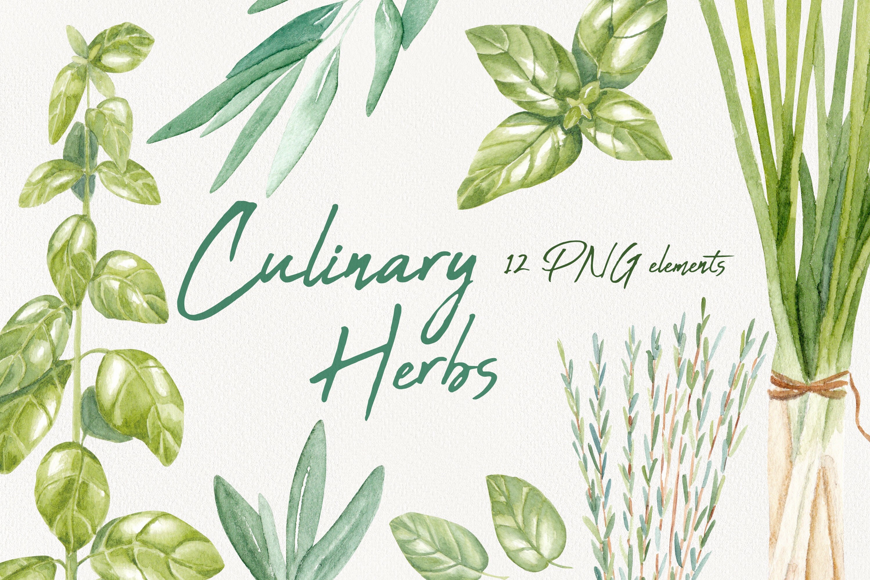 Watercolor Culinary Herbs, Watercolor Botanical Clipart, Watercolor ...