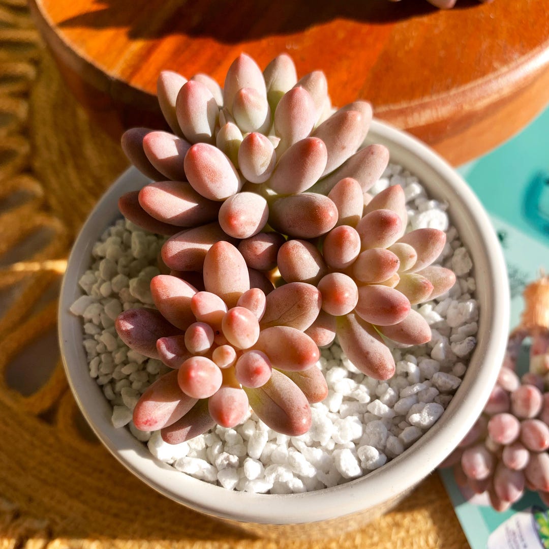 Pachyphytum Baby Finger Rare Succulent Plants Live, Cluster 2.7” Pink ...