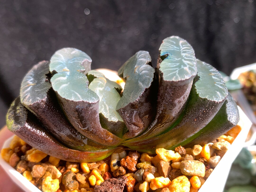 Haworthia Truncata-cyan Dragon Rare Succulent Plants, 1 Head Imported ...