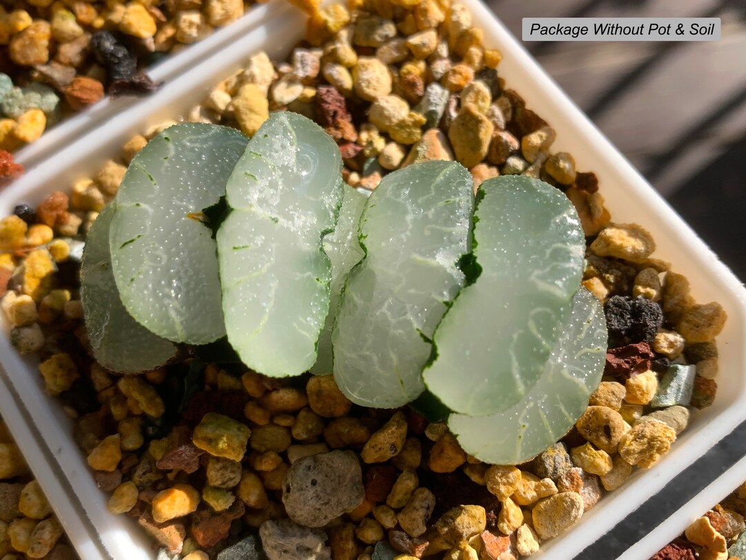 Haworthia Truncata-bright Moon Rare Succulent Plants, 1 Head Imported ...