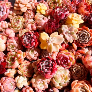 Succulents Master Random Bundle | 2-3" Bare Root Succulents | Roots ...