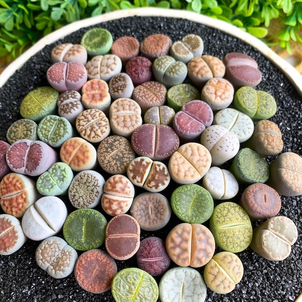 Large Lithops Live Plants - Etsy