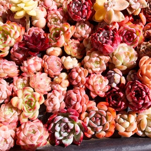 Succulents Master Random Bundle | 2-3" Bare Root Succulents | Roots ...