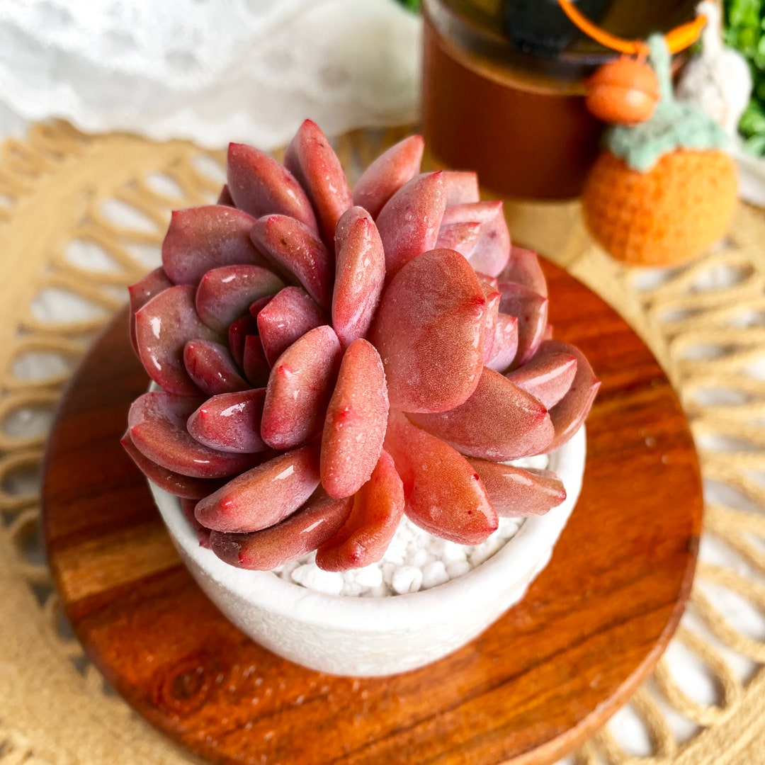 Echeveria Ariel Rare Succulent Plants Live, 2 Heads 3” Red, Bare Root ...