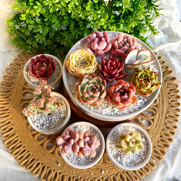 Succulent Pots Set Etsy