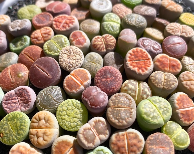 Limited Rare Lithop Succulent Gibbaeum Heathii / Lithops Living Stone ...