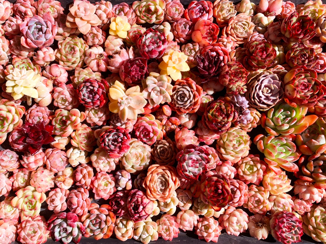Random Mix DIY Rare Succulent Plants Live Pink Red Orange Green, 0.5-2 ...