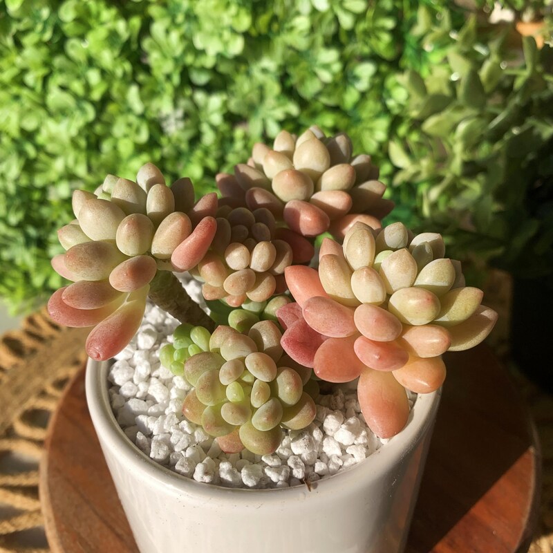 Succulent Plants - Etsy