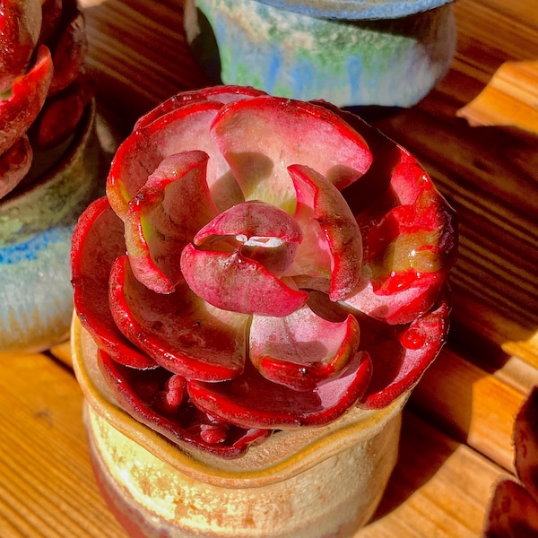 Crassula - Etsy