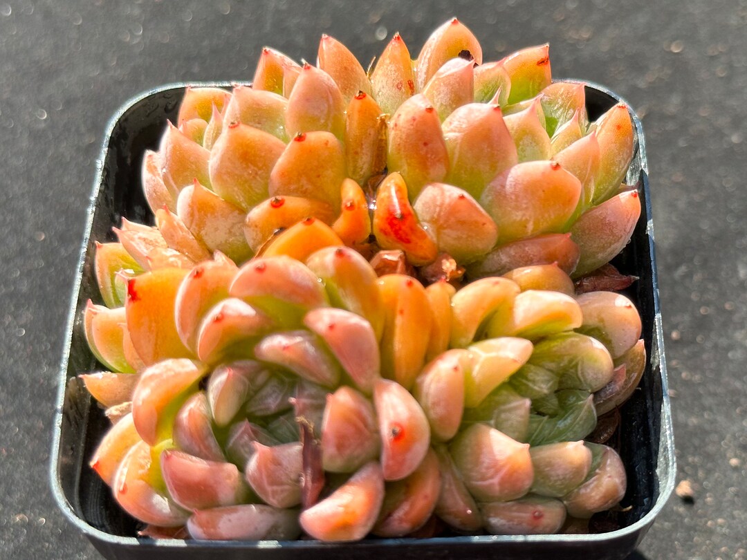 Echeveria Elsa Rare Succulent Plants Cluster Orange Imported - Etsy