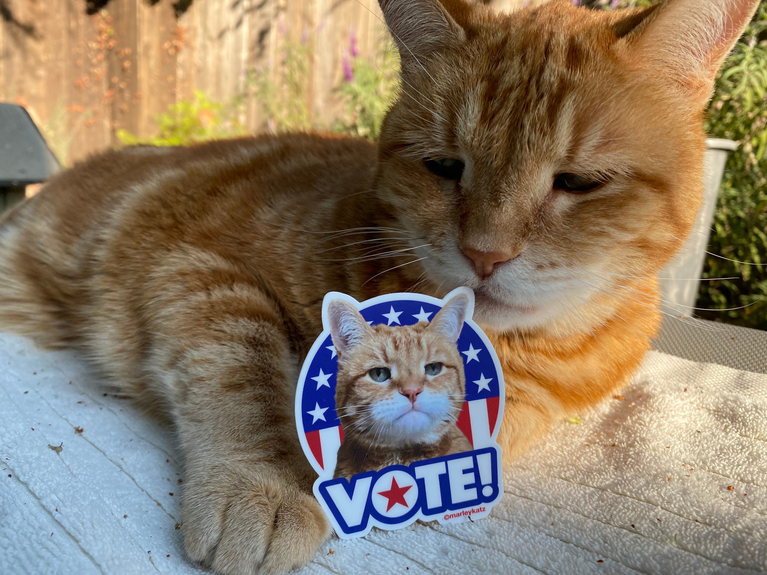 Marley Katz Grumpy Cat Vote Sticker - Etsy UK