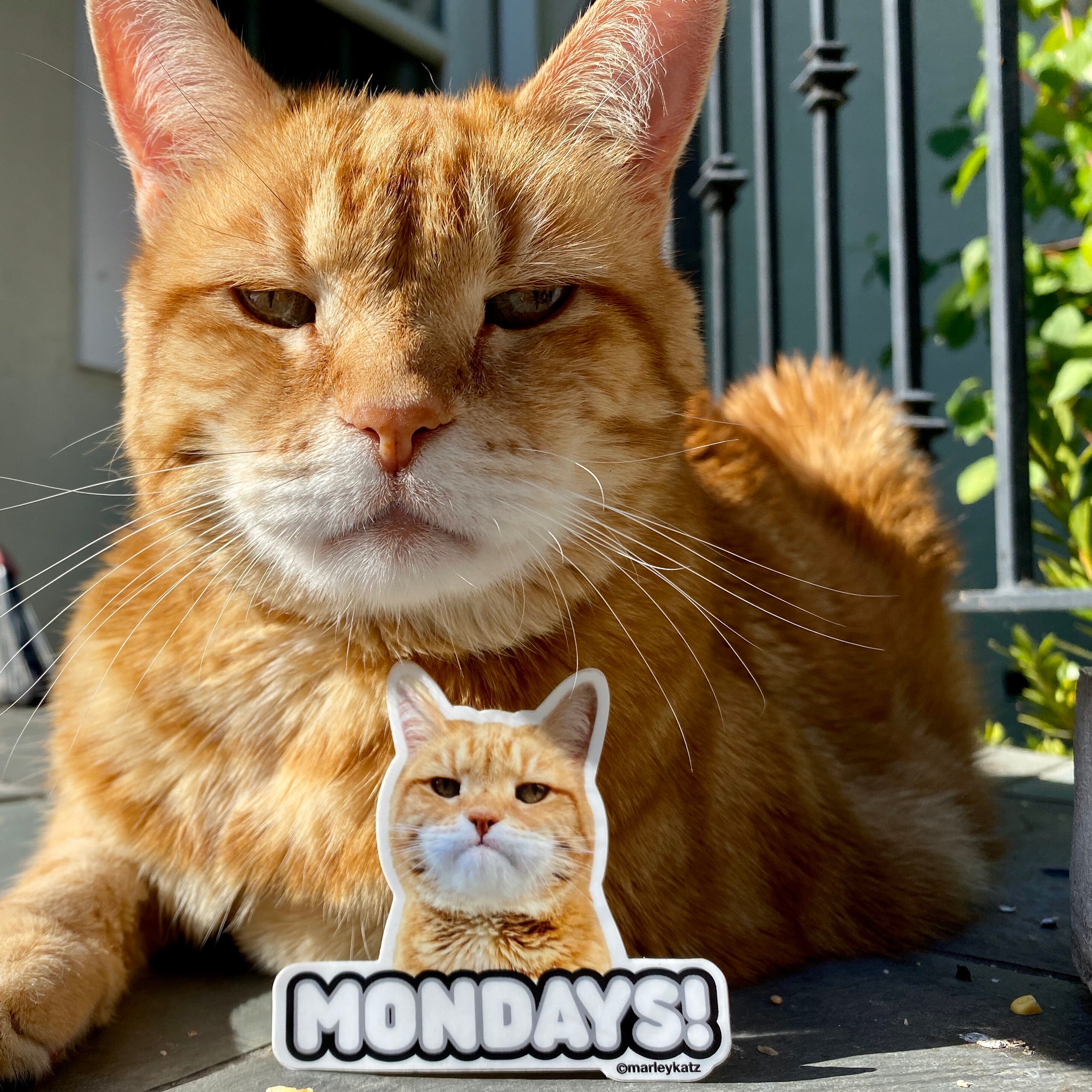 Marley Katz Grumpy Cat Monday's Mood Sticker - Etsy