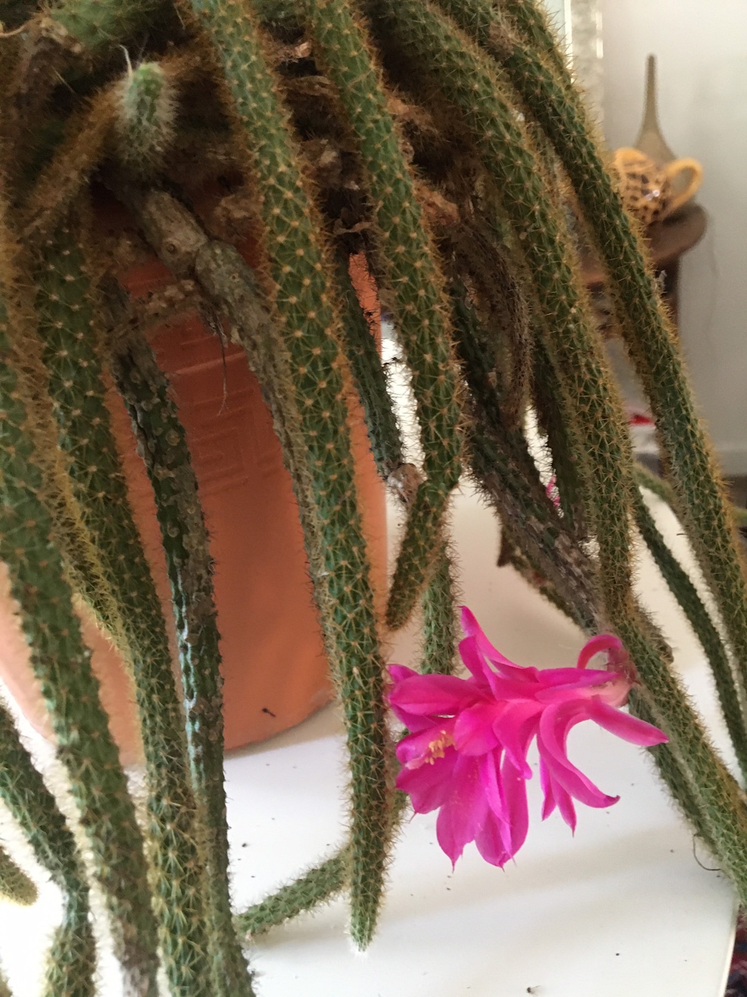 Rattail Cactus! (1 Cutting Only) - Etsy