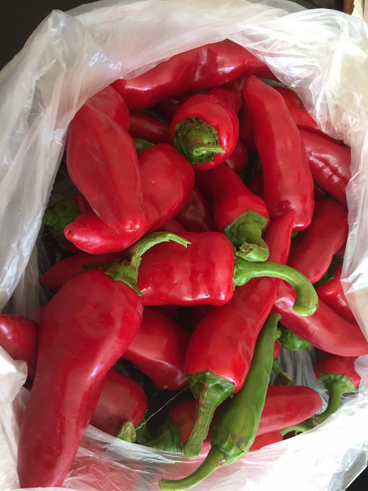 Graines piments d'Espelette .. Veritable French Piment d'Espelettre ...