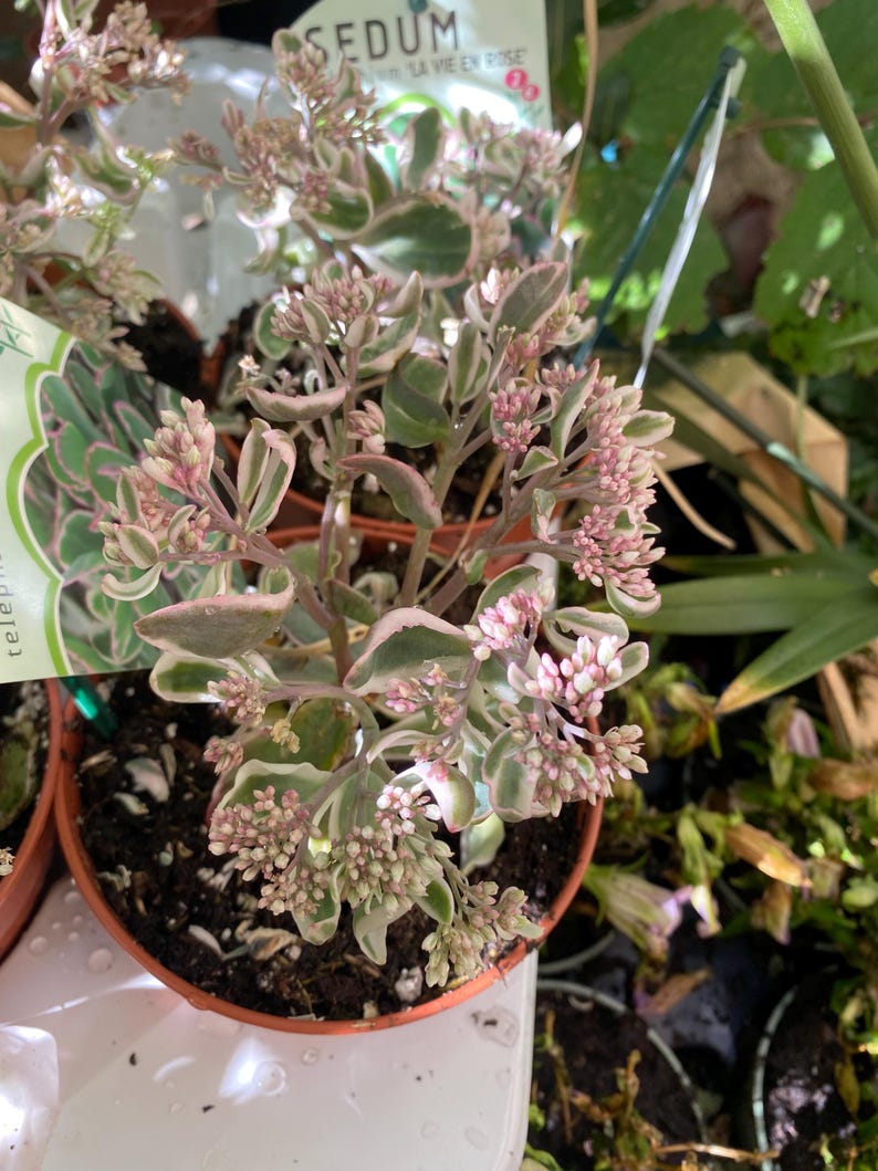 Sedum Variegata Life is Beautiful (1 Cutting) - Etsy Australia
