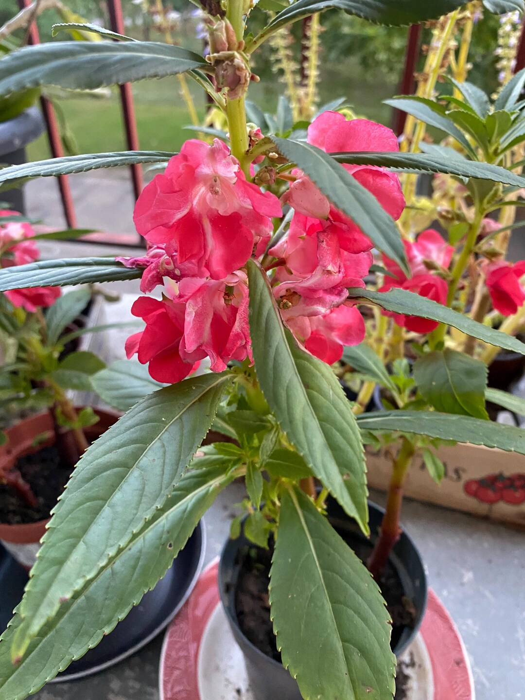 Impatiens Balsamine vivace rose collection ( 1 bouture racinée ) - Etsy ...