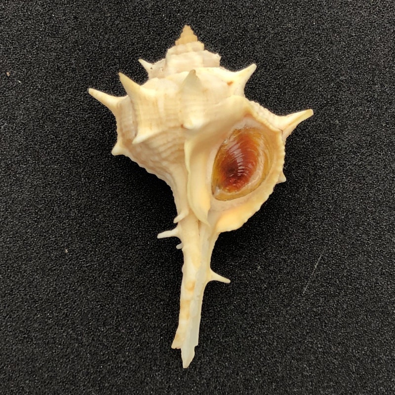 Murex Shell - Etsy