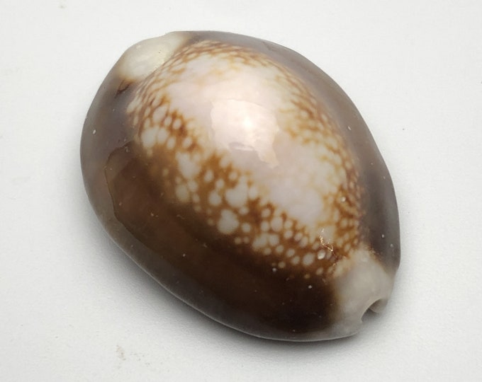 Rare Subspecies Cypraea Caputserpentis Argentata Cowry Cowries Shell ...