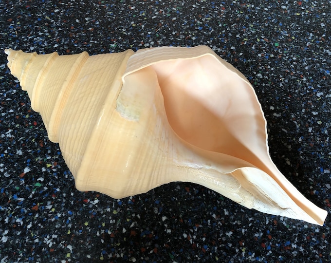 Giant Trumpet Conch, 55 Cm = 21 Inch Shell Beach Costal Decor #S099 ...