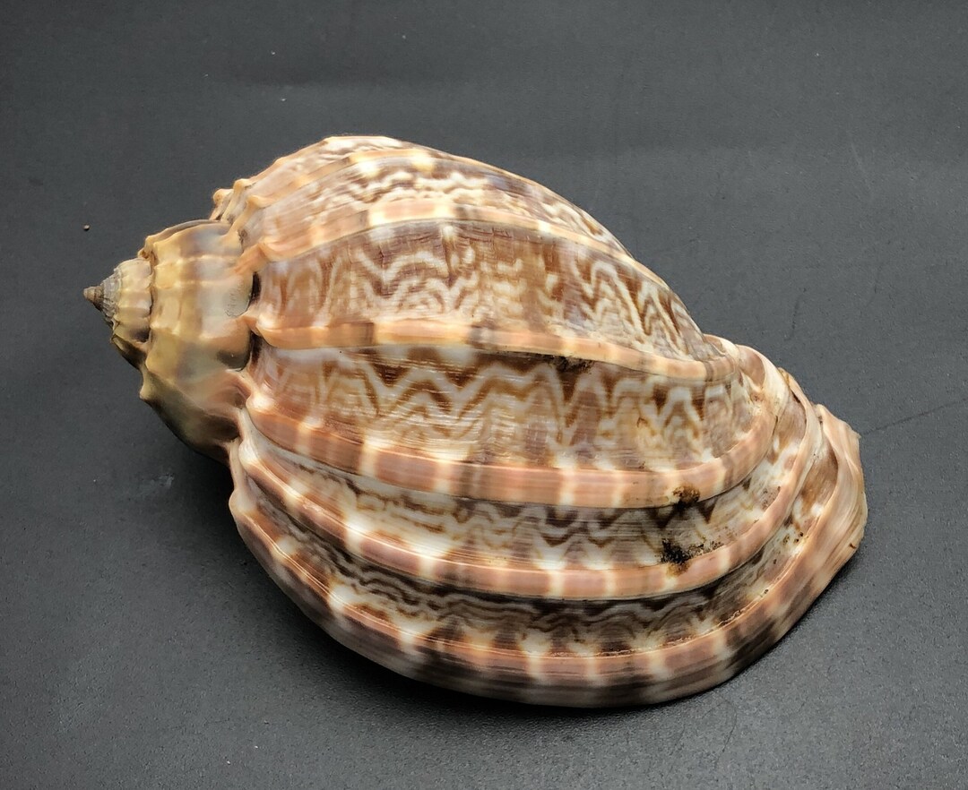 Giant Harpa Davidis From Madagascar 1203 Sea Ocean Beach Collectors ...