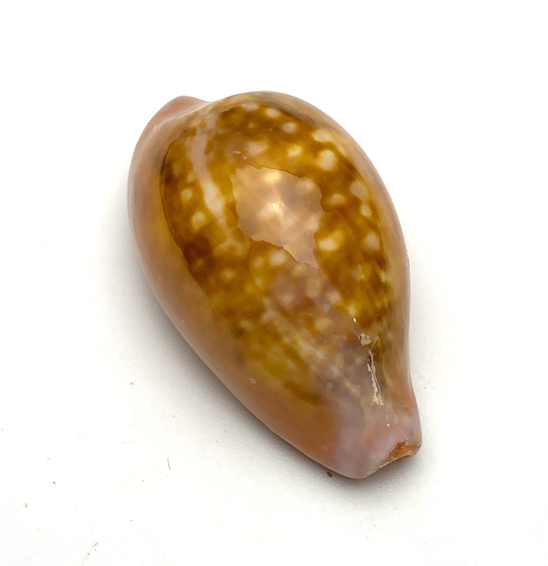Rare Pear Cowry 1109 Cypraea Pyrum Mediterranean Sea Ocean Shell Beach ...