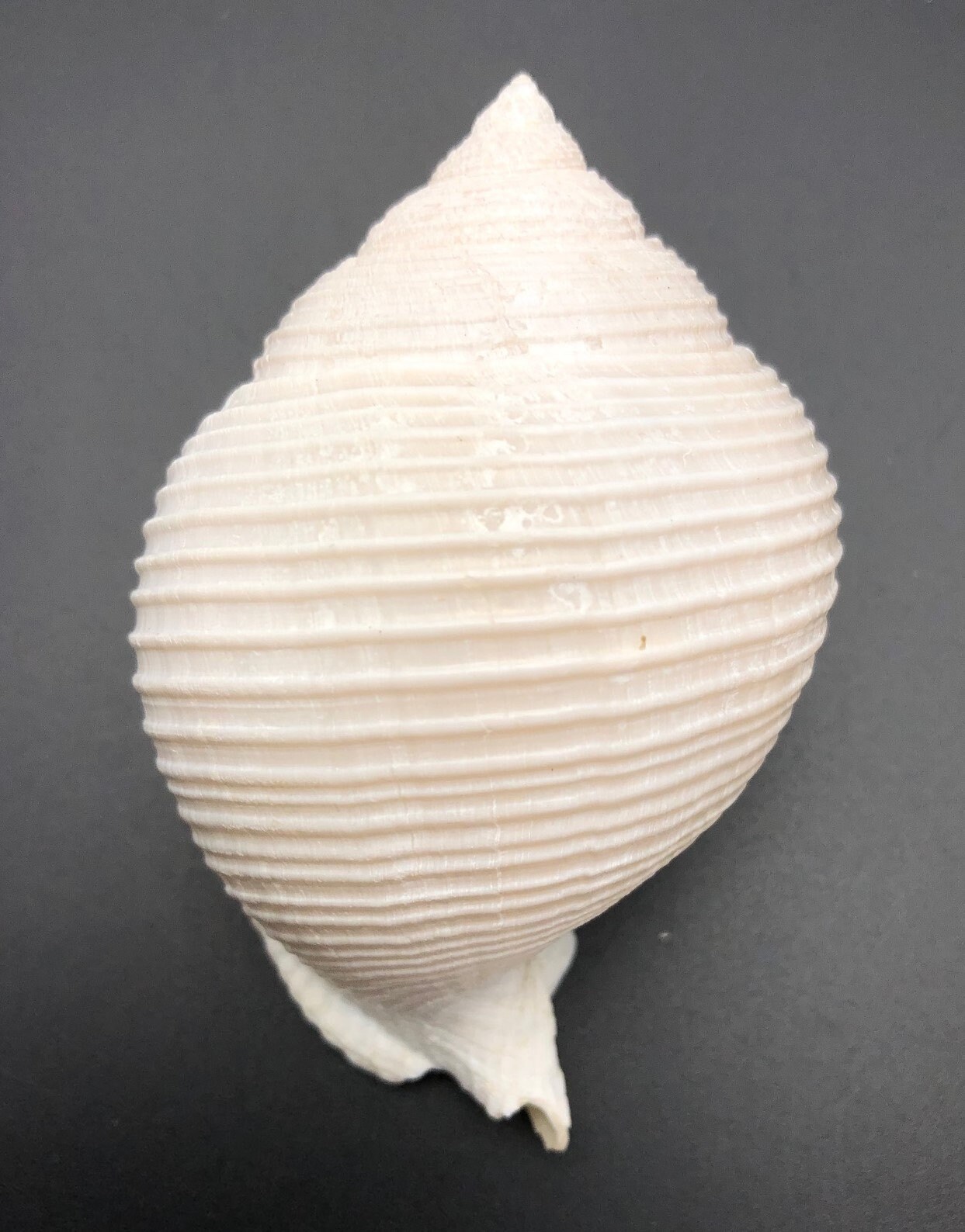 Rare Deep Sea Bonnet Shell From Scotland Shell Sea Maritime - Etsy