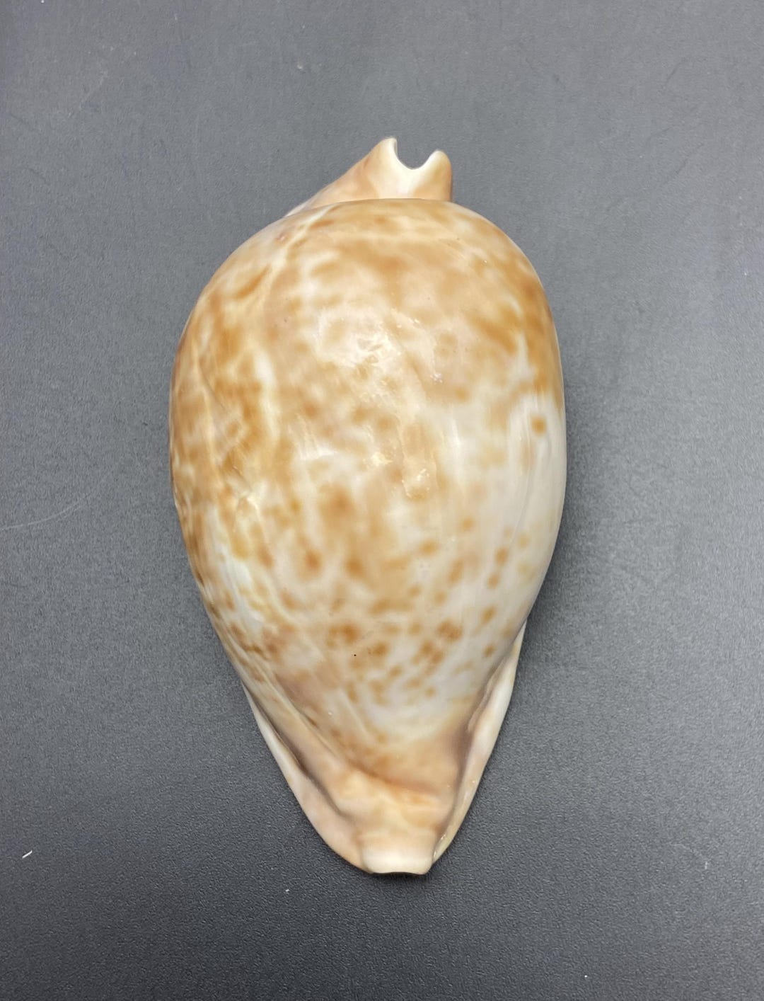 Very Rare Cowrie From Australia #cypraea Hesitata# Sea Shell Cowrie ...