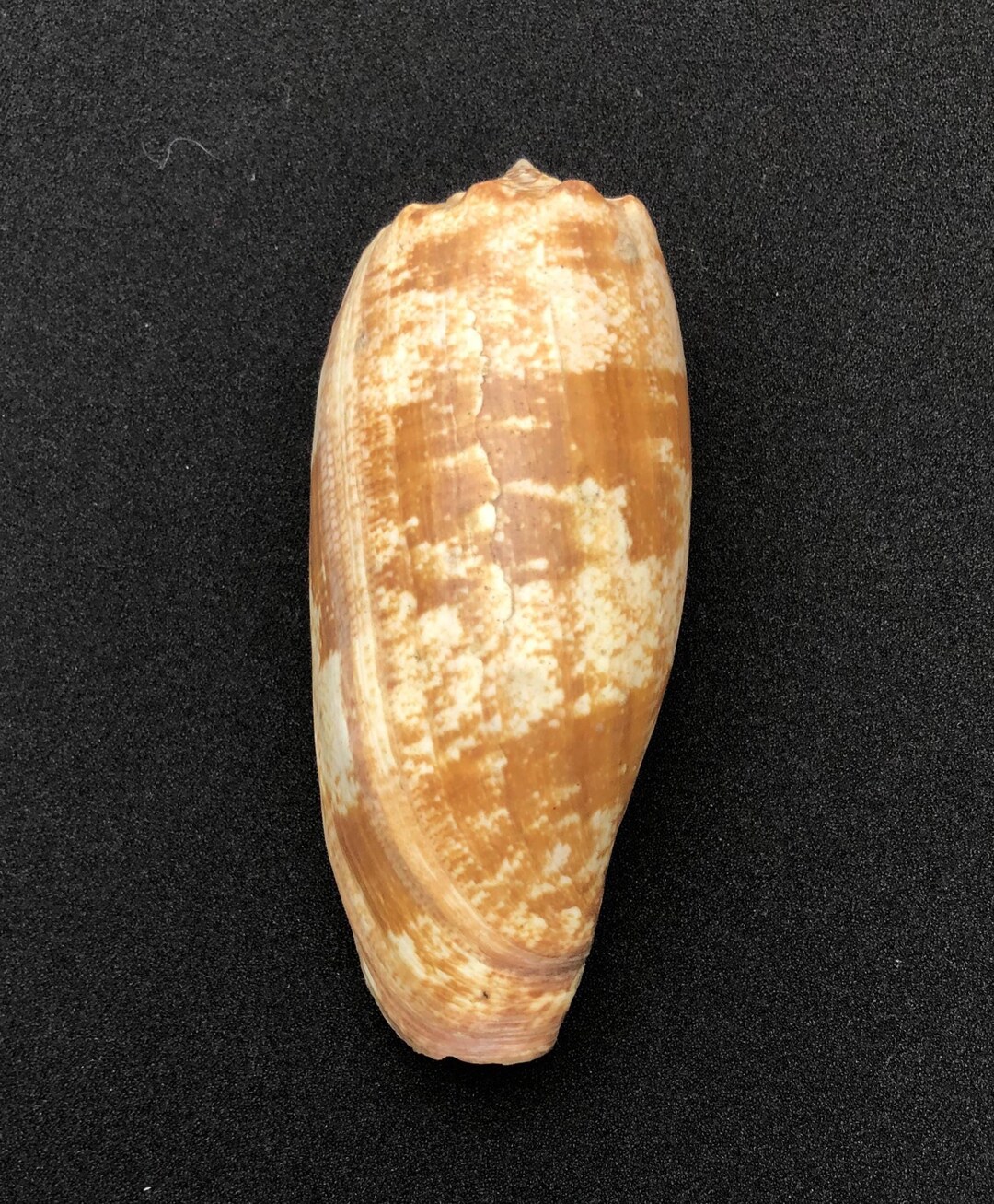 Giant Cone Shell Almost 5 Inches Very Poisonous Species #conus ...