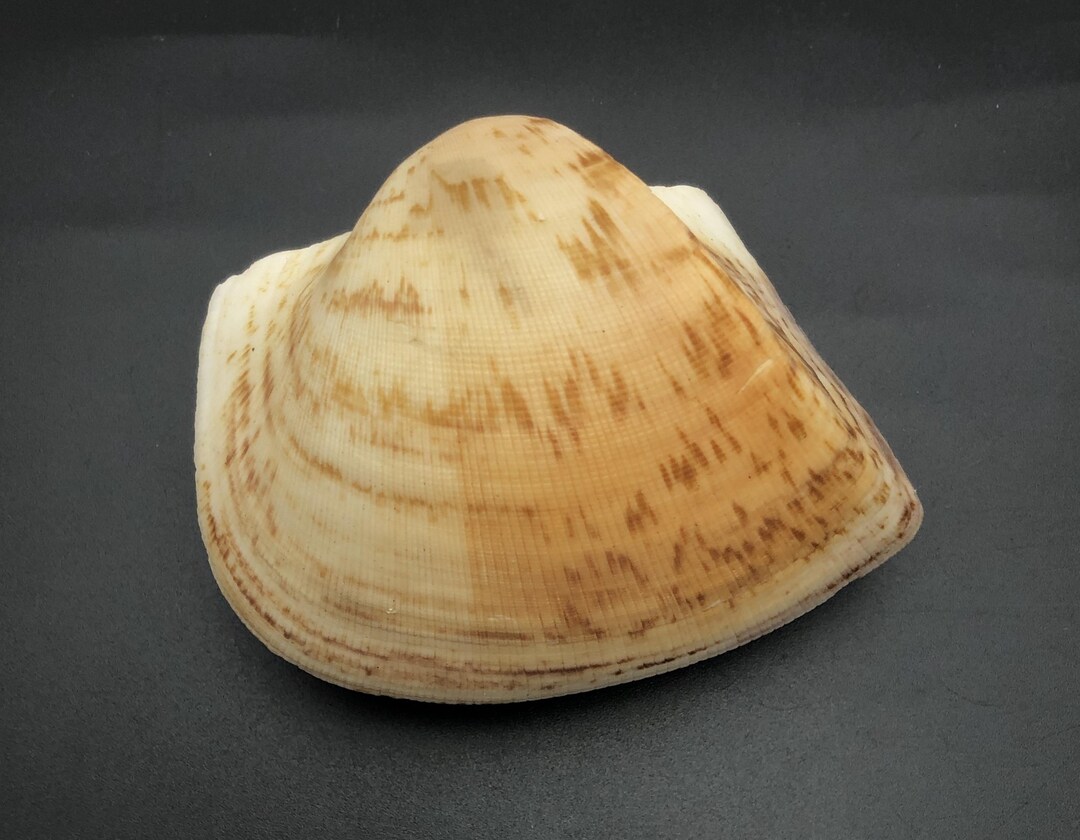 Hooded Ark Shell From the Philippines 10 Cm Collectors Shell -cucullaea ...