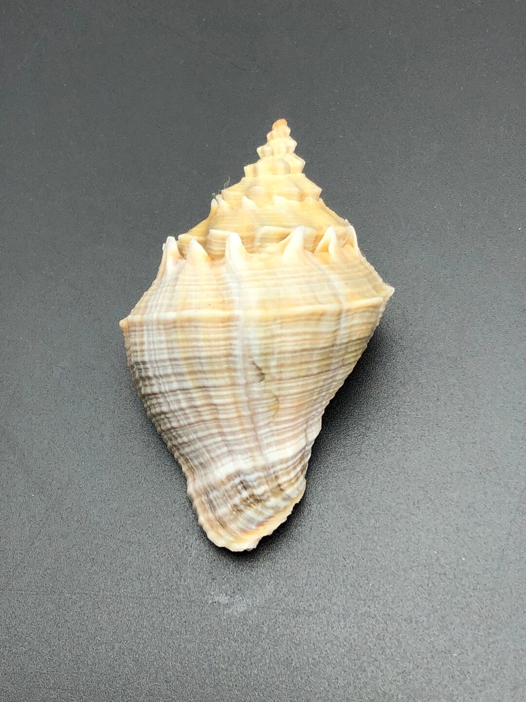 Cute Crown Conch Volema Myristica Maritim Beach Triton High-quality Sea ...