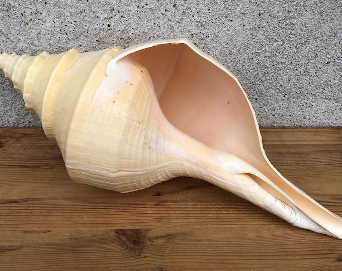 Giant Trumpet Conch, 45 Cm = 17 Inch Shell Sea Maritime Beach #S010 ...