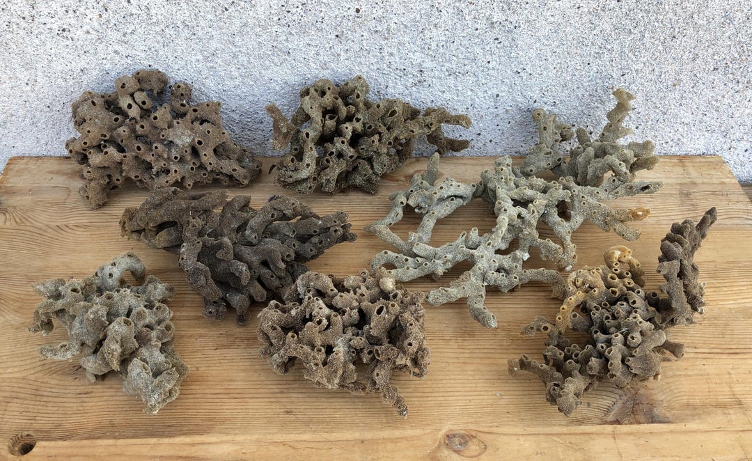 7 Rarely Offered Tube Sponge Shell Maritim Beach #SP03 Sea Fan Coral ...