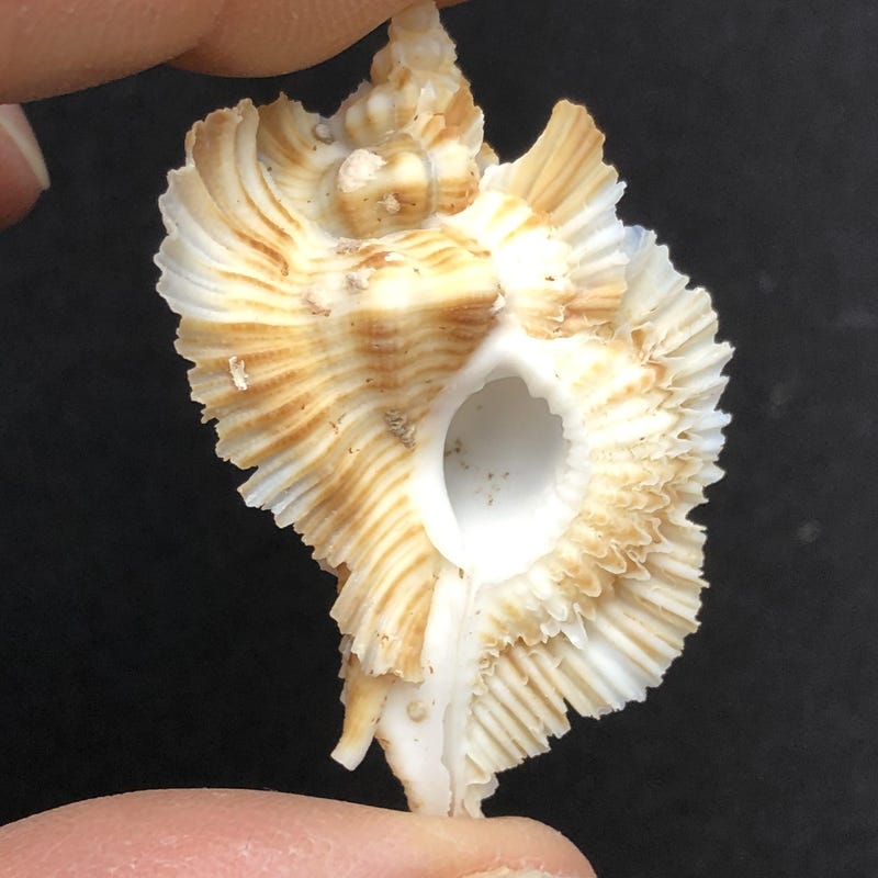 Rare Sea Shells - Etsy