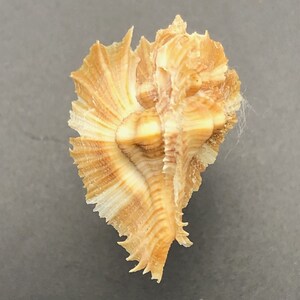 Murex Chicoreus Miyokoae Tiny Sized Shell #1150 Collectors Shell Beach Cowrie Triton Coral - Etsy