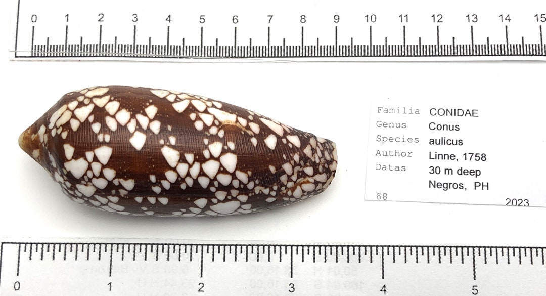Princely Cone conus Aulicus Sea Shell Maritim Beach Cowrie 5056 ...