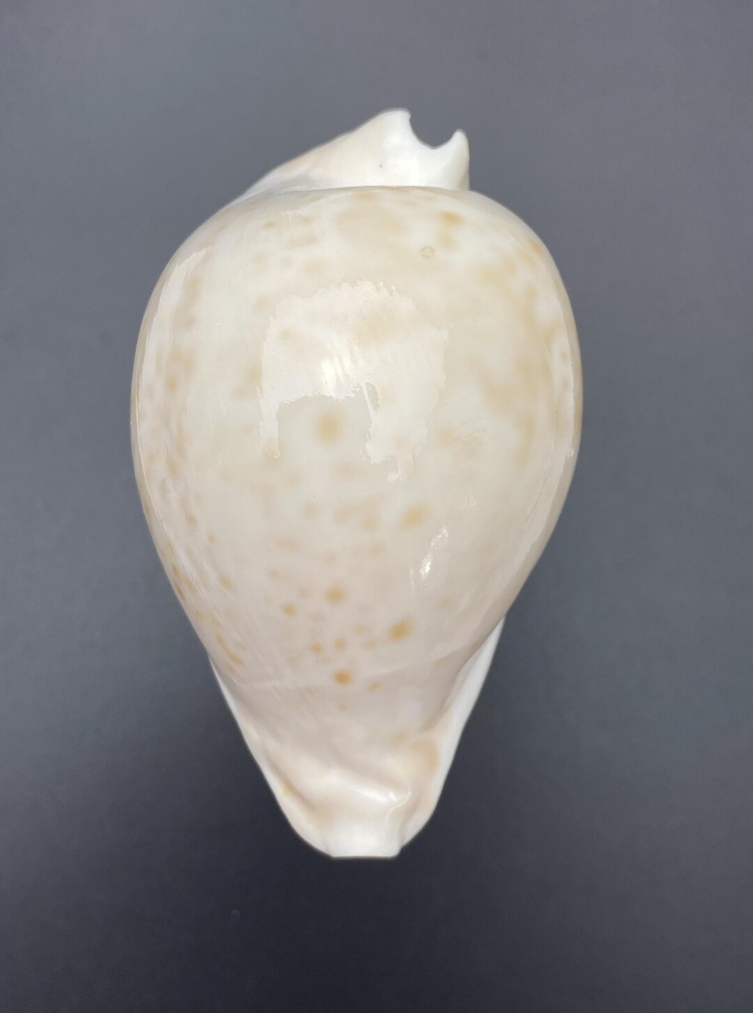 Very Large and Rare Cowrie From Australia, Unusual Whitish Color # ...