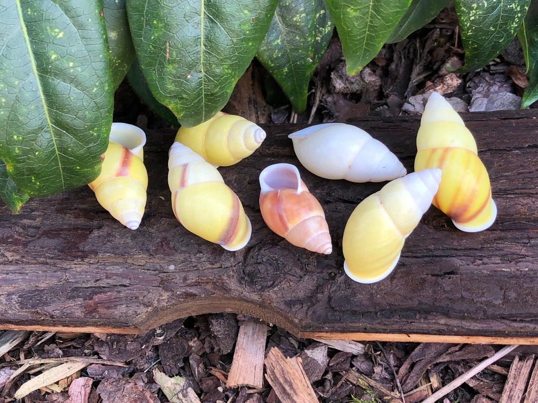 Pack of 10 Craft Shells, Land Snails, 3 5 Cm, Natural Snails, Shell ...