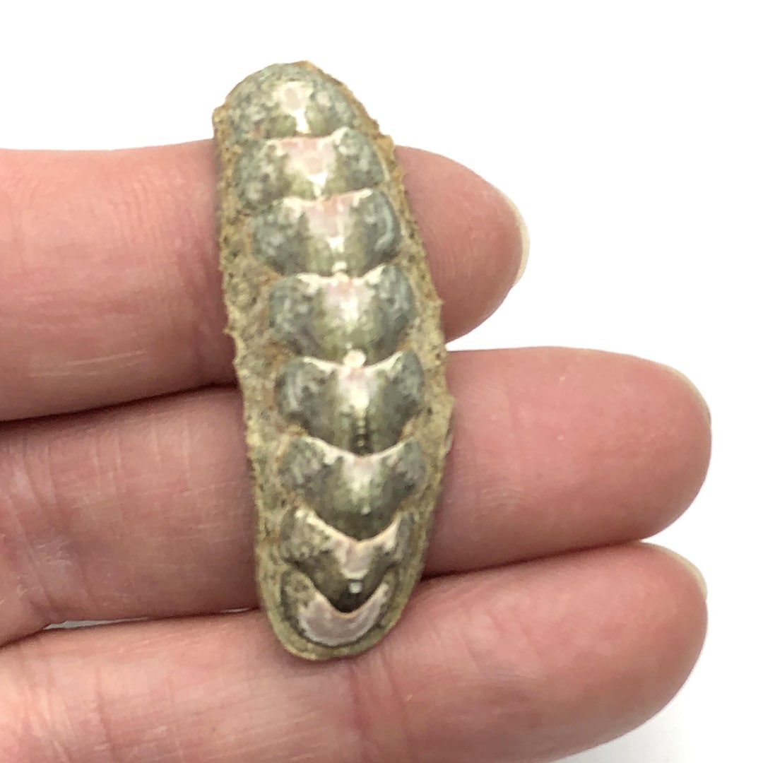 Elevated Chiton Marine Molluscs Coat-of-mail Shells #stenoplax Alata ...